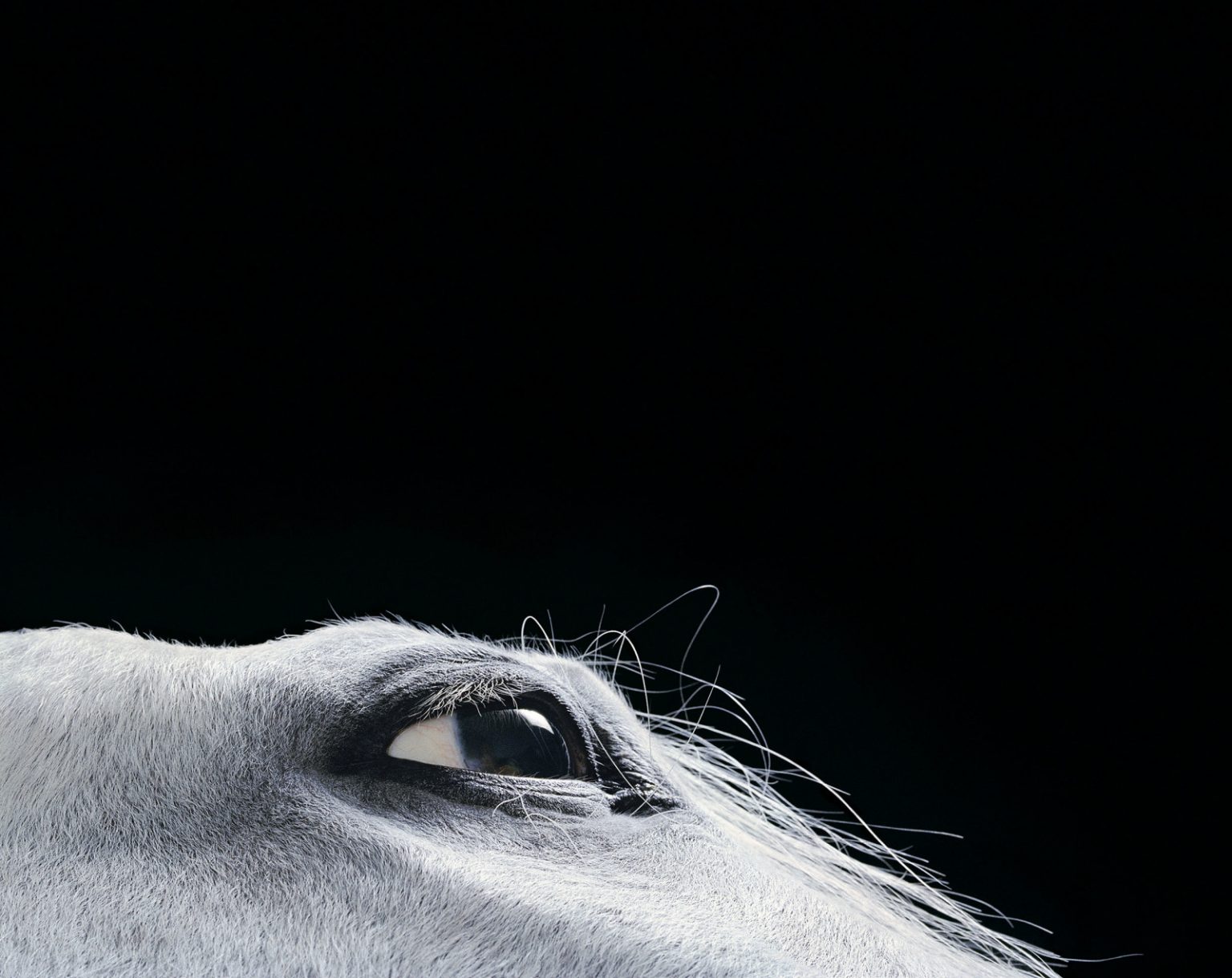 Photography | La Cavalière masquée | Page 65