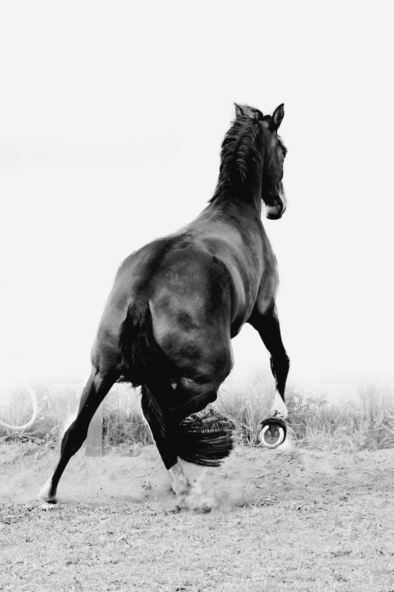 Photography | La Cavalière masquée | Page 9